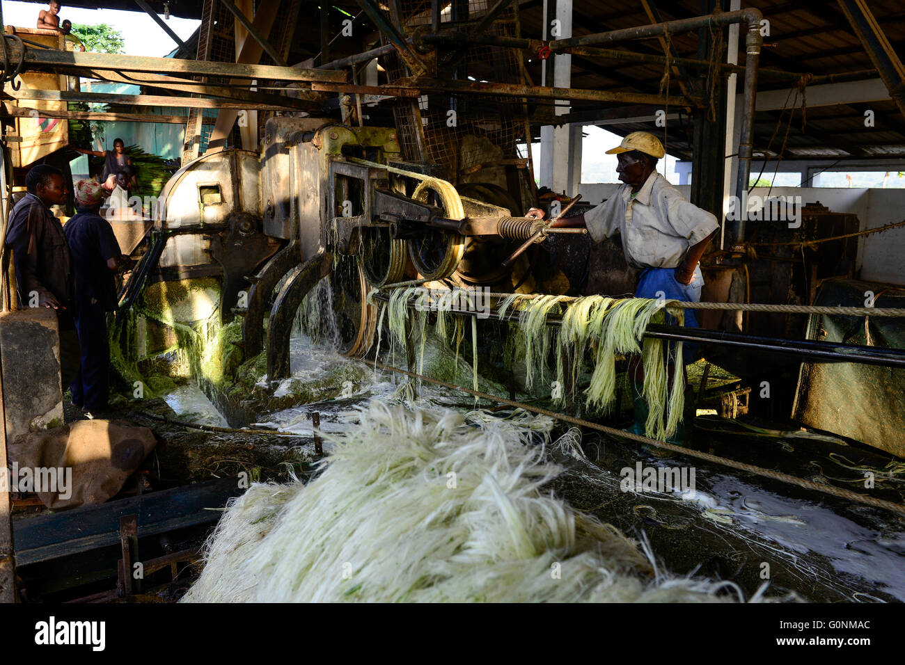 TANZANIA Tanga, Sisal farming and industry, Katani Ltd., Fibre is ...