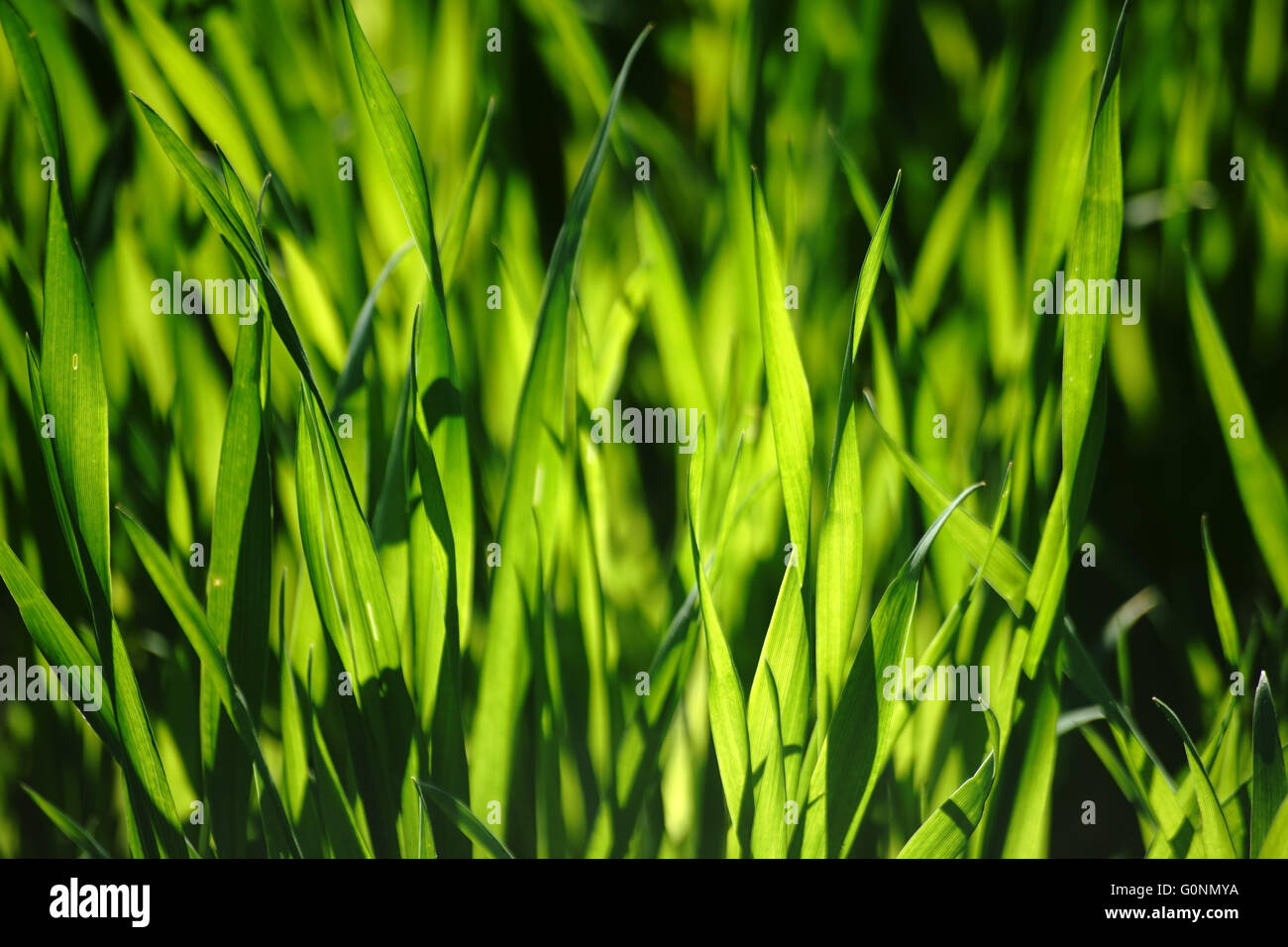 Flooded grass hi-res stock photography and images - Alamy
