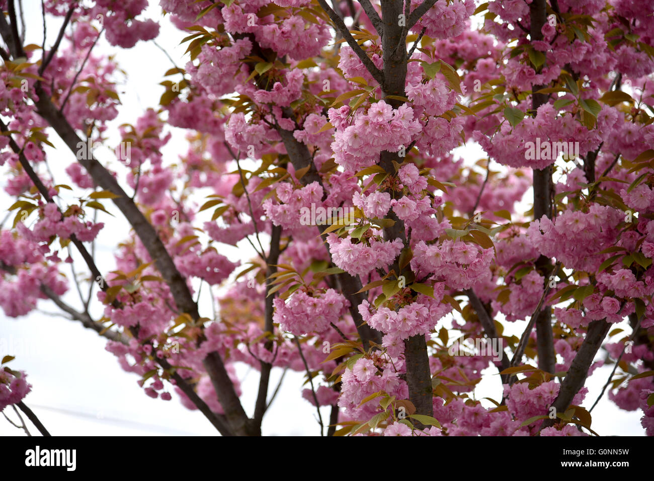 Cherry Blossom tree in Lviv, Ukraine Stock Photo - Alamy