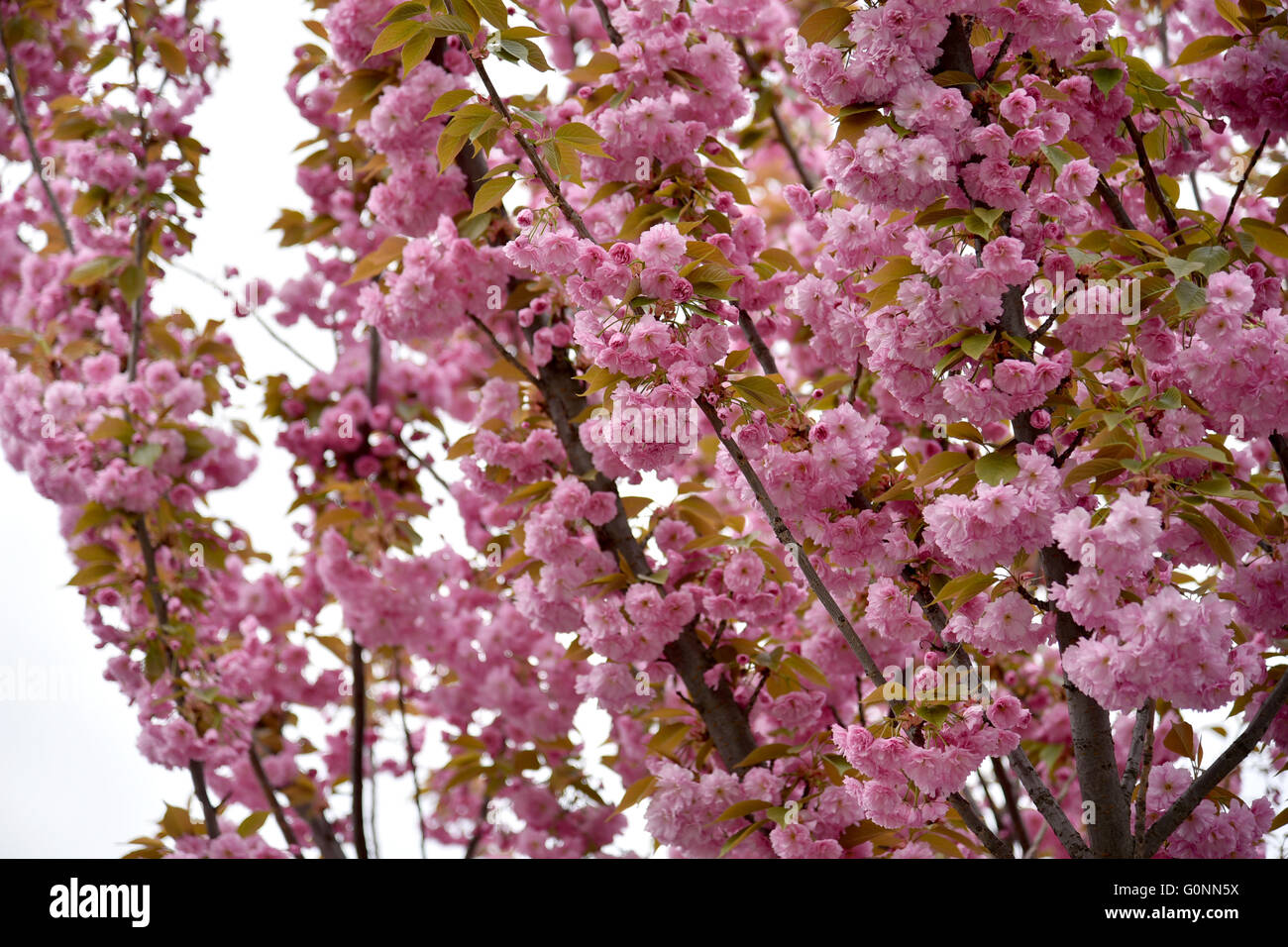 Cherry Blossom tree in Lviv, Ukraine Stock Photo - Alamy