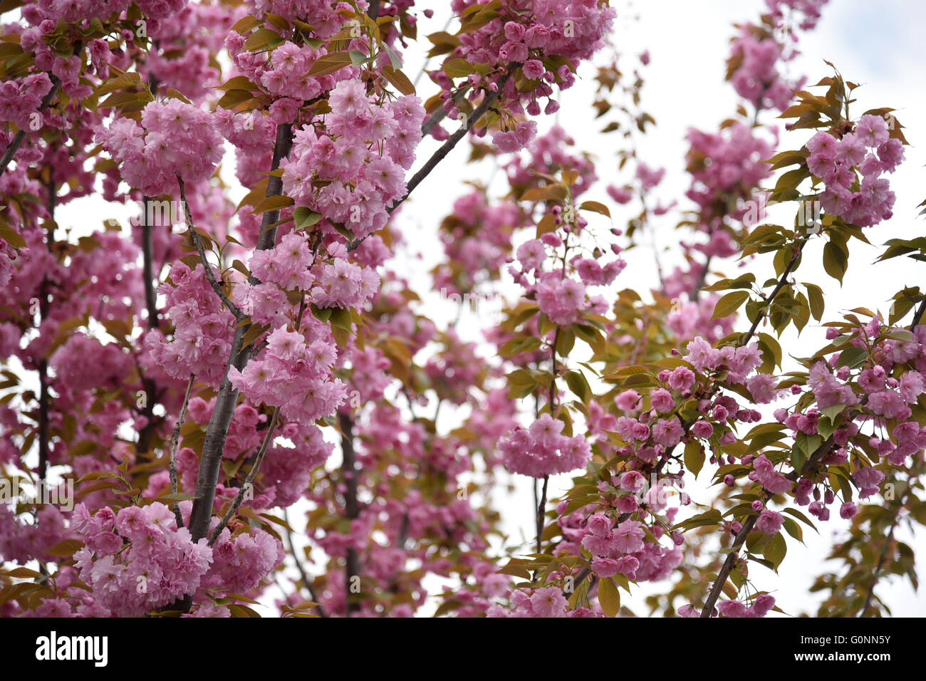 Cherry trees in bloom blue skies hi-res stock photography and images ...