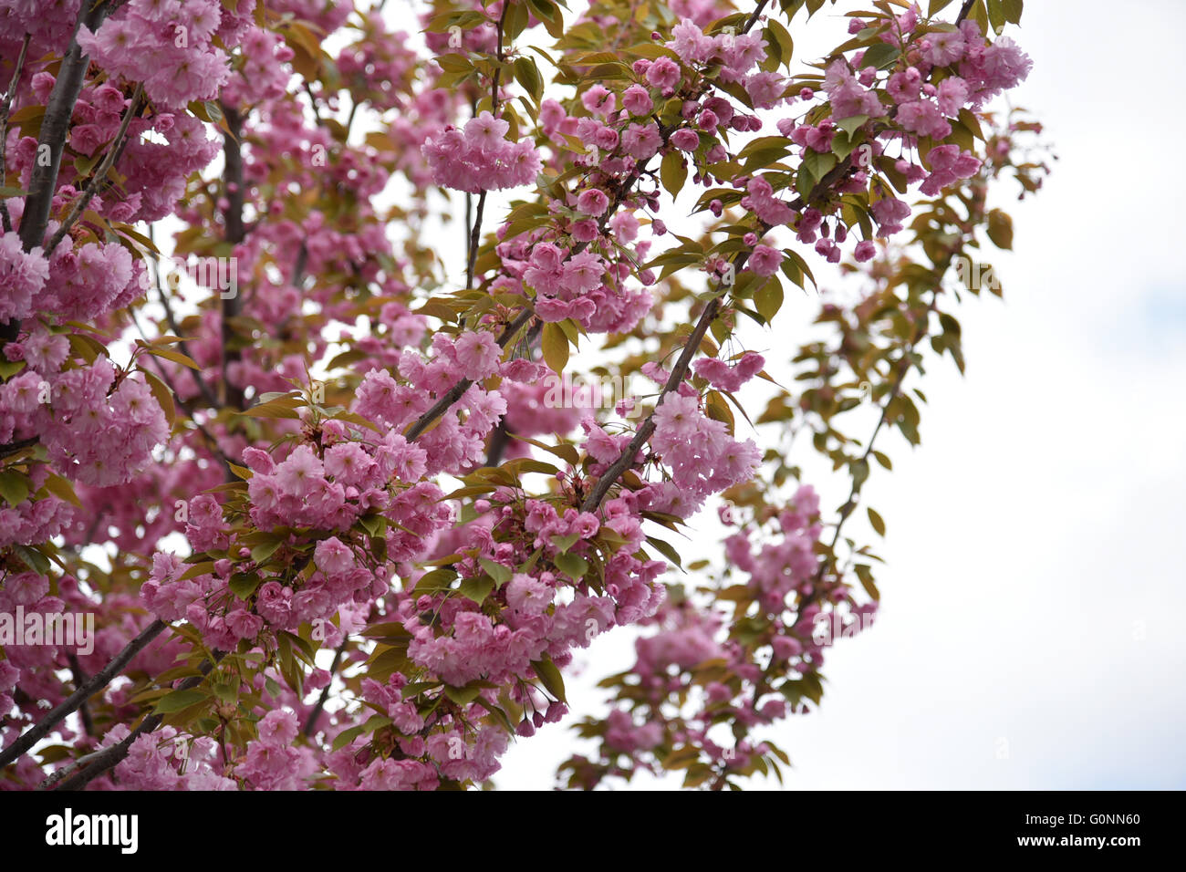 Cherry Blossom tree in Lviv, Ukraine Stock Photo - Alamy