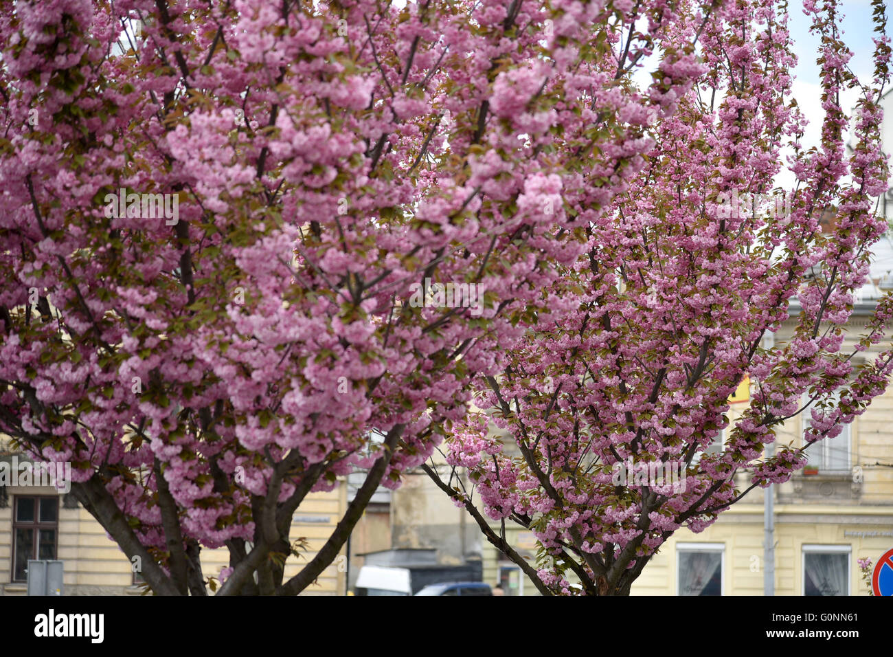 Cherry Blossom tree in Lviv, Ukraine Stock Photo - Alamy