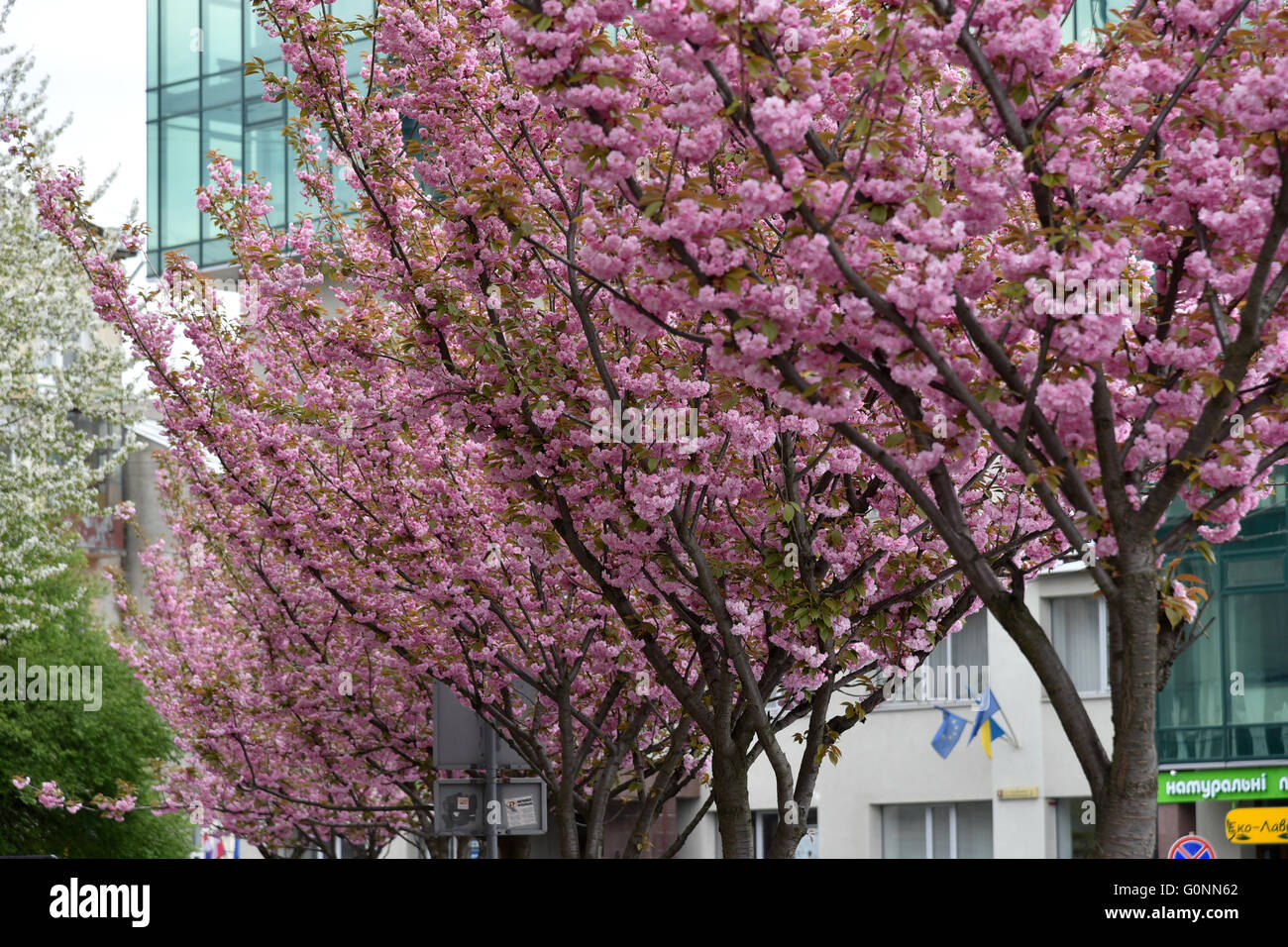 Cherry Blossom tree in Lviv, Ukraine Stock Photo - Alamy