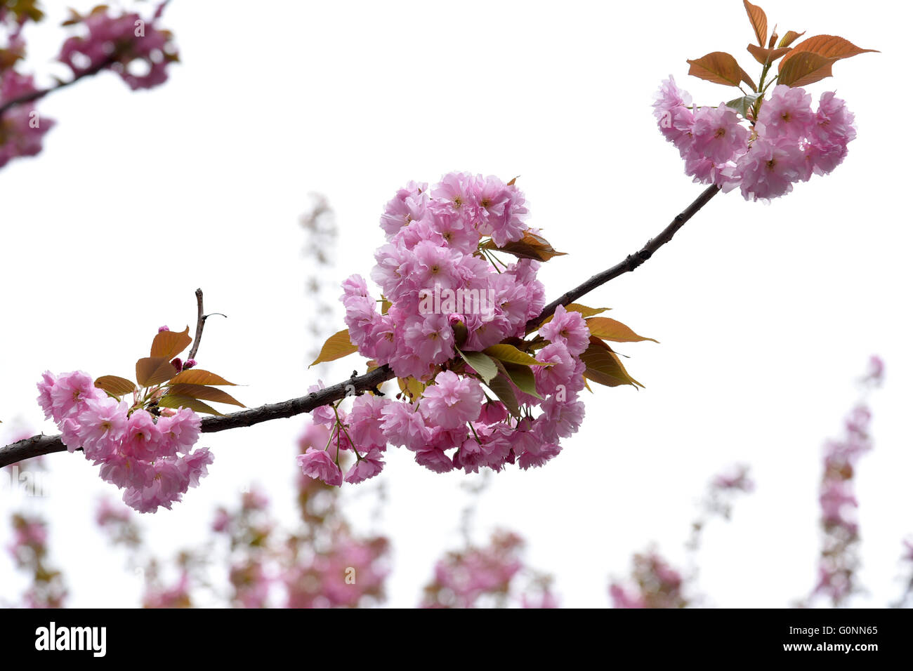 Cherry Blossom tree in Lviv, Ukraine Stock Photo - Alamy