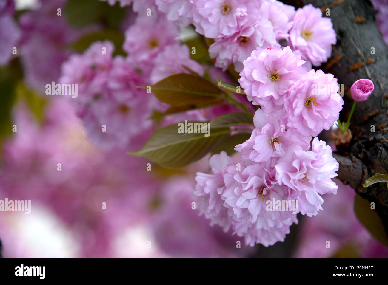 Cherry Blossom tree in Lviv, Ukraine Stock Photo - Alamy