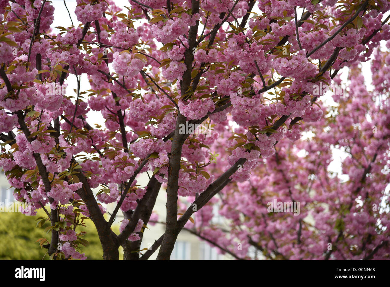 Cherry Blossom tree in Lviv, Ukraine Stock Photo - Alamy