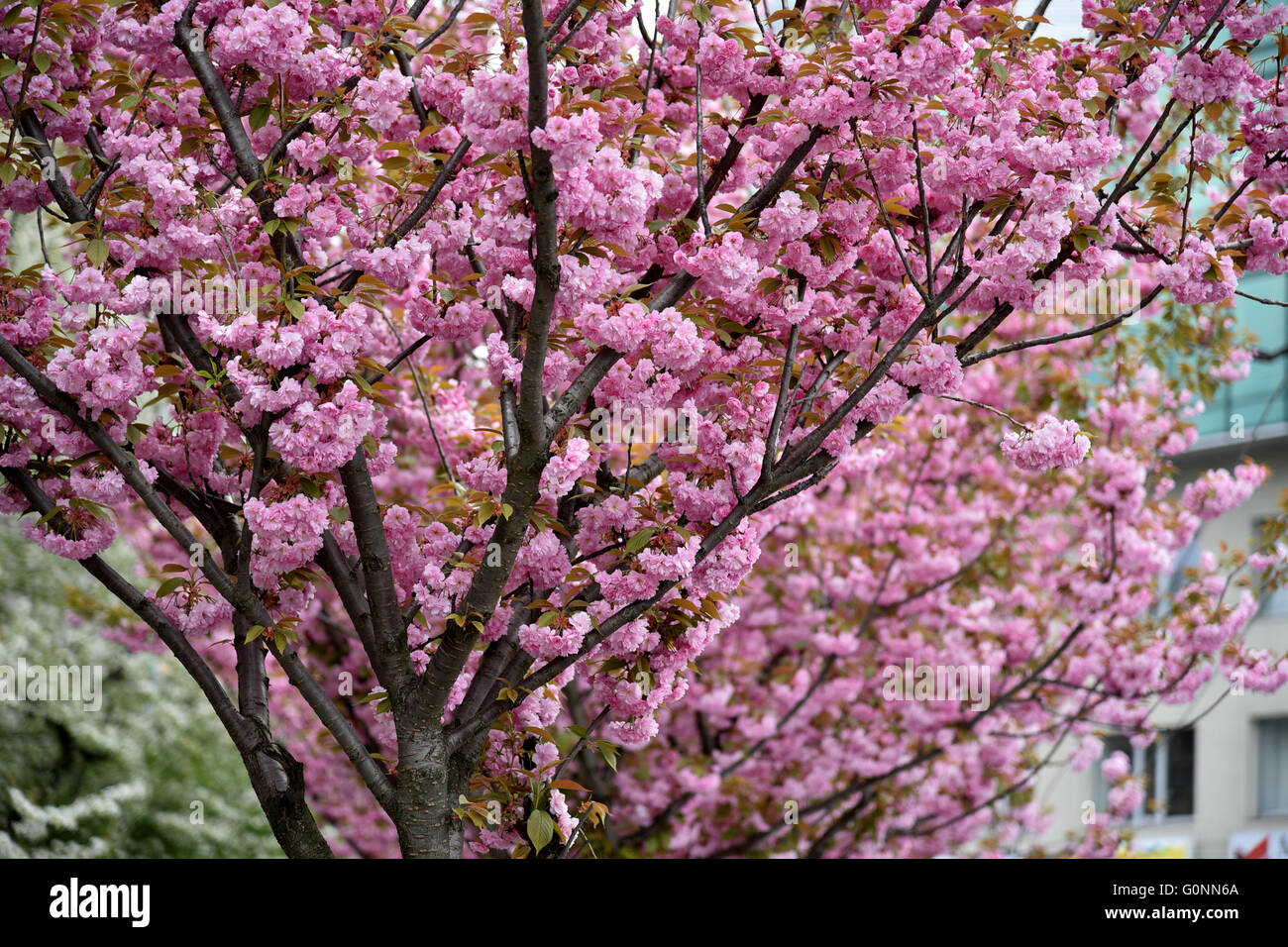 Cherry Blossom tree in Lviv, Ukraine Stock Photo - Alamy
