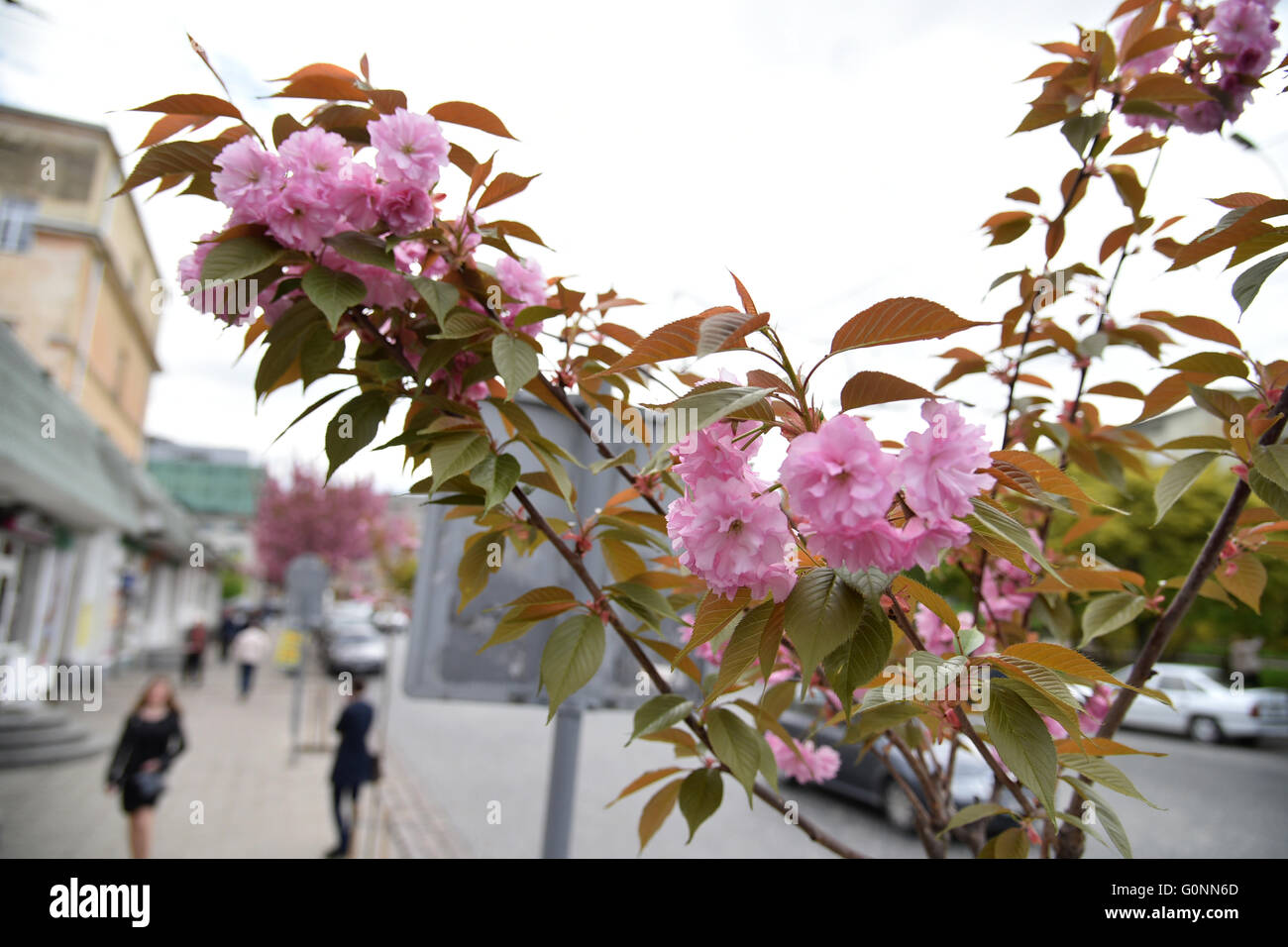 Cherry Blossom tree in Lviv, Ukraine Stock Photo - Alamy