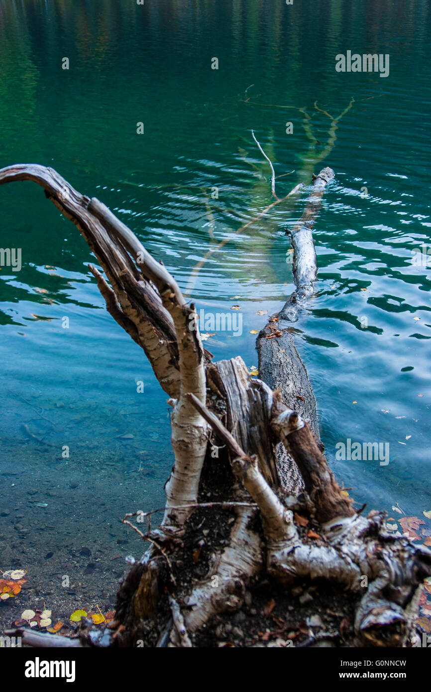 Tree trunk fallen into a lake Stock Photo - Alamy