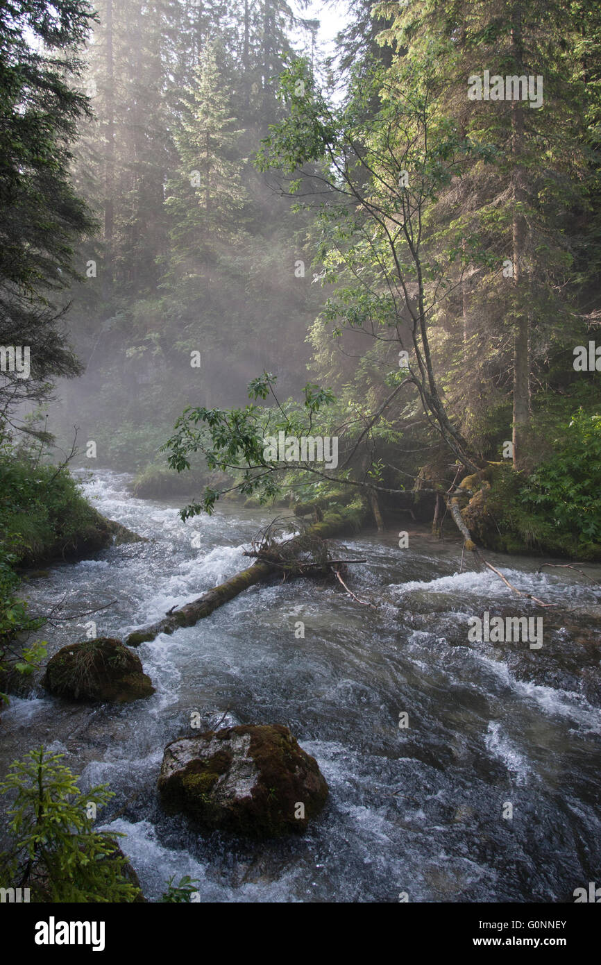 Misty mountain trees hi-res stock photography and images - Alamy