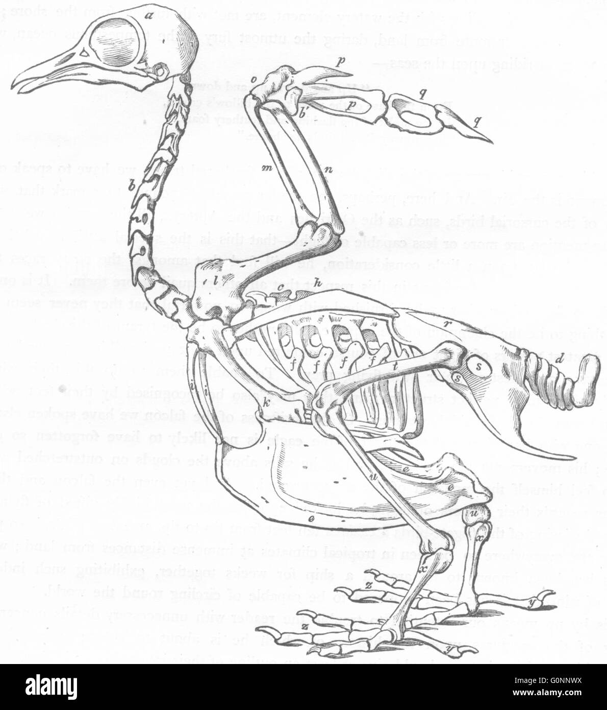 Home & Living print Bird skeleton Wall Décor Home Décor etna.com.pe