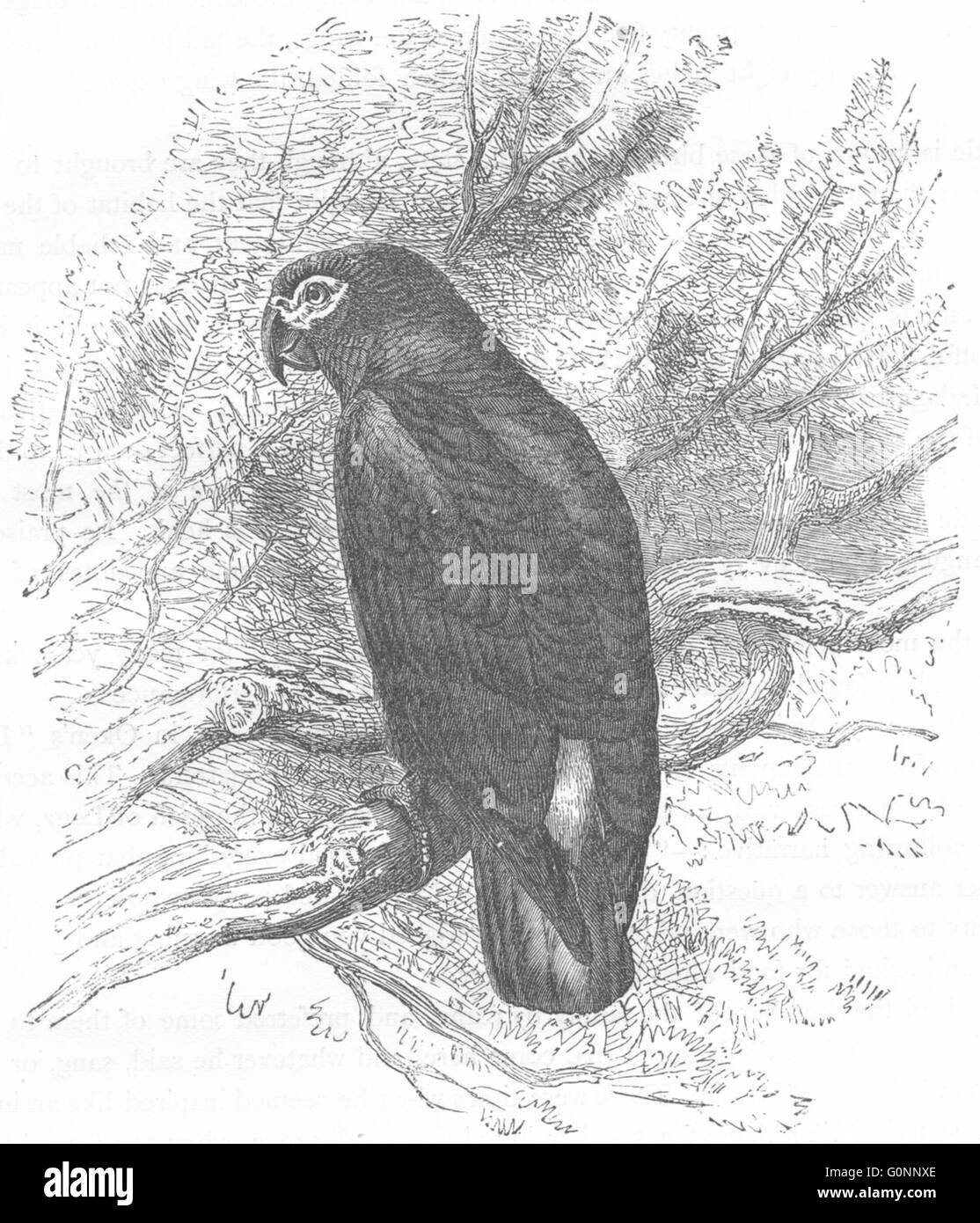 Parrot birds Black and White Stock Photos & Images - Alamy