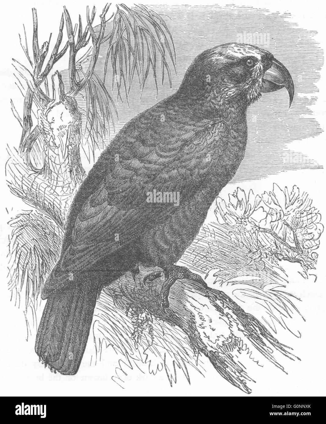 Antique cracker hi-res stock photography and images - Alamy