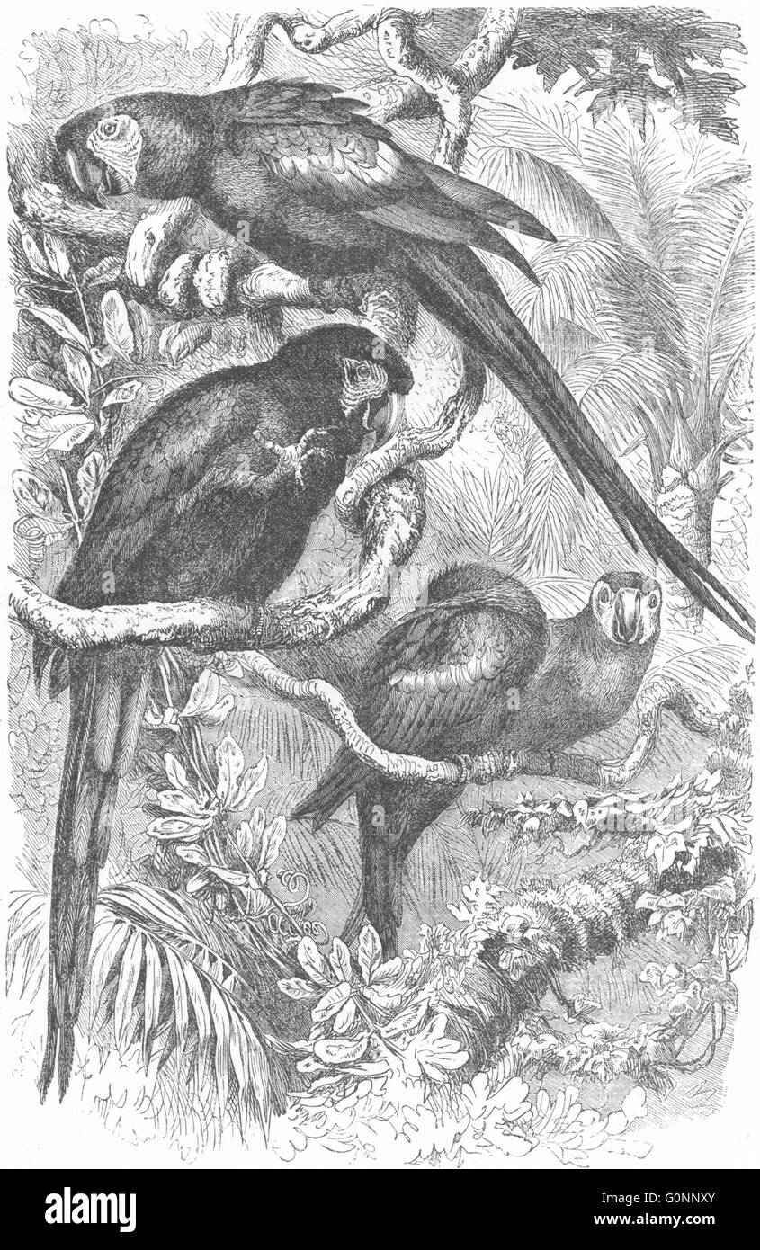 BIRDS: Cracker: Arara: Scarlet Macaw, antique print c1870 Stock Photo ...
