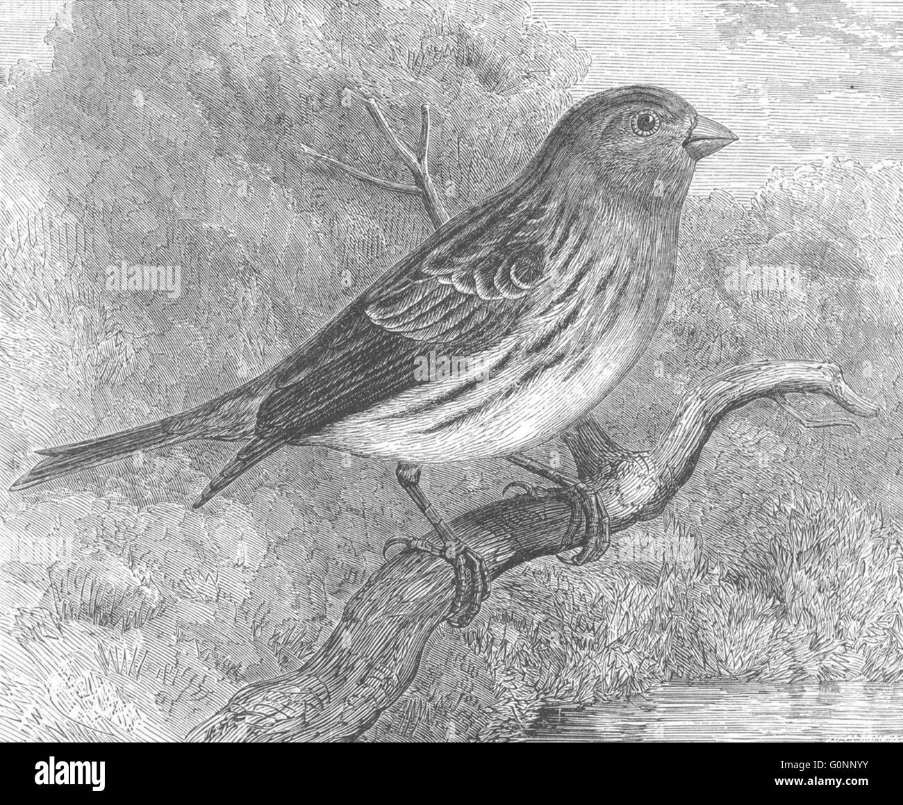 Bullfinch bullfinches Black and White Stock Photos & Images - Alamy