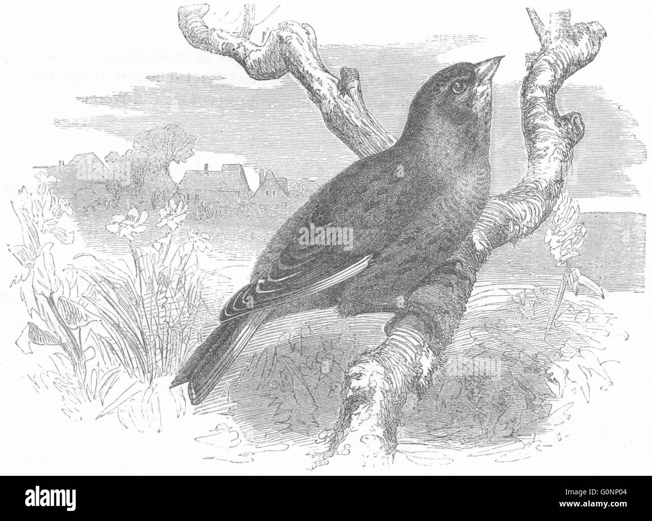 Brown finch Black and White Stock Photos & Images - Alamy