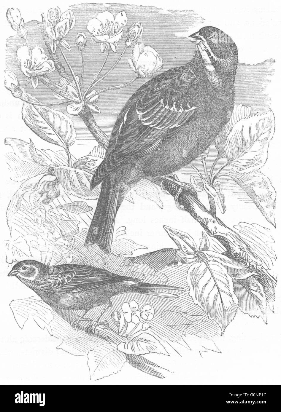 BIRDS: Passerine: Bunting: Ortolan, garden, antique print c1870 Stock ...