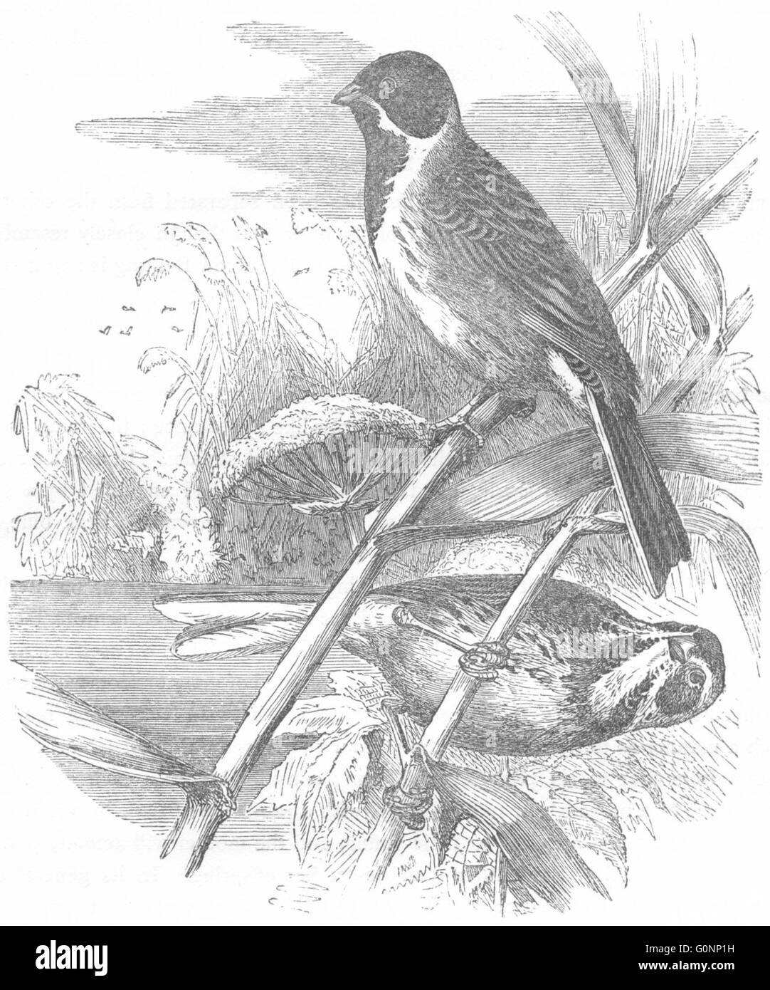 Reed bunting Black and White Stock Photos & Images - Alamy