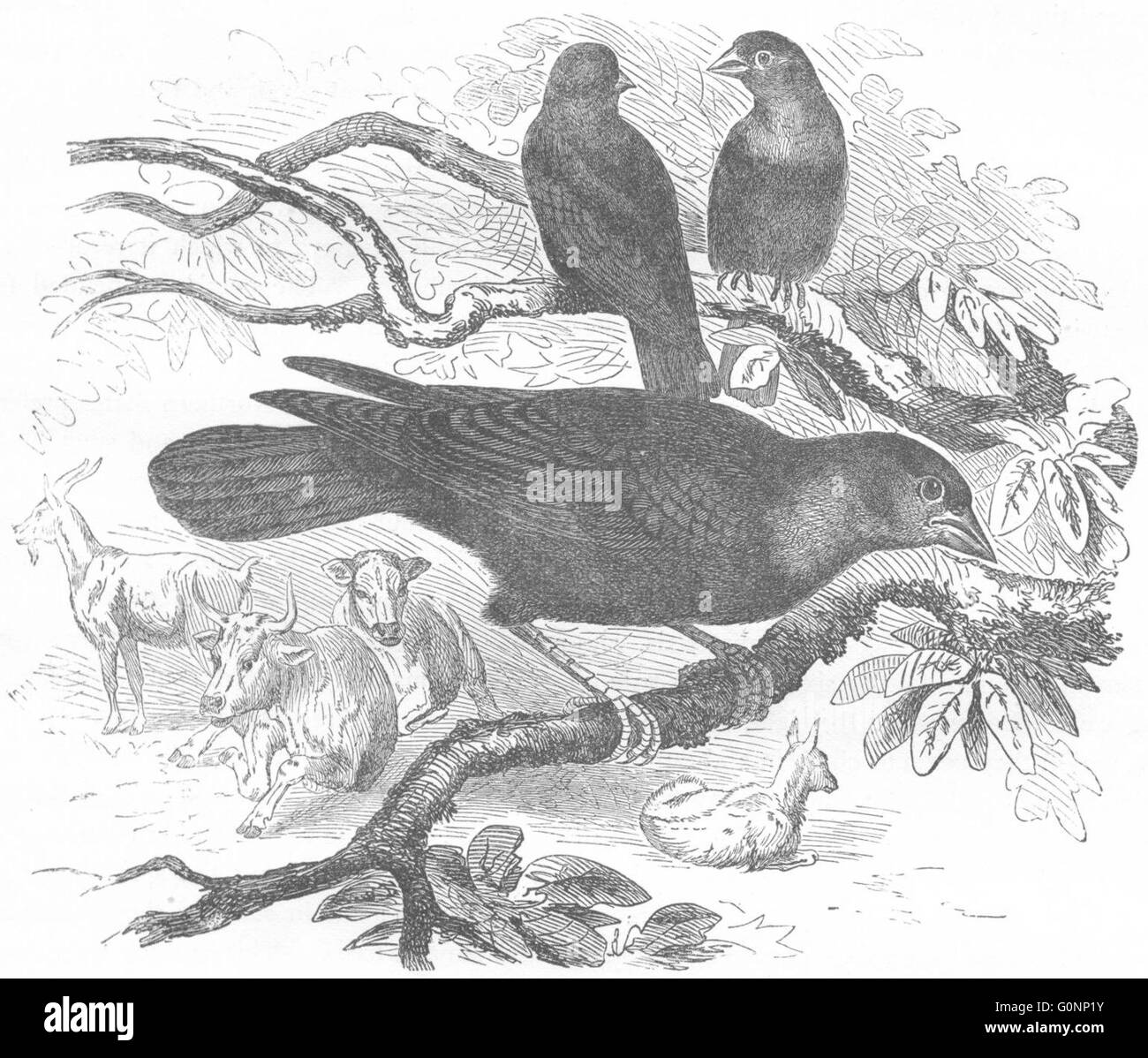 Cow birds hi-res stock photography and images - Alamy