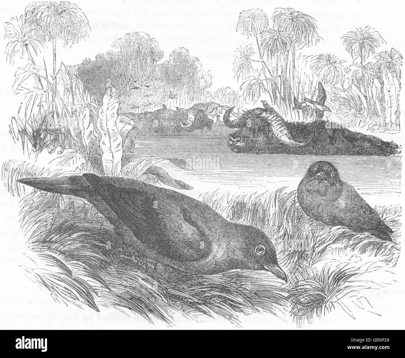 BIRDS: Raven: Starling: Red-beaked Ox-biter, antique print c1870 Stock ...