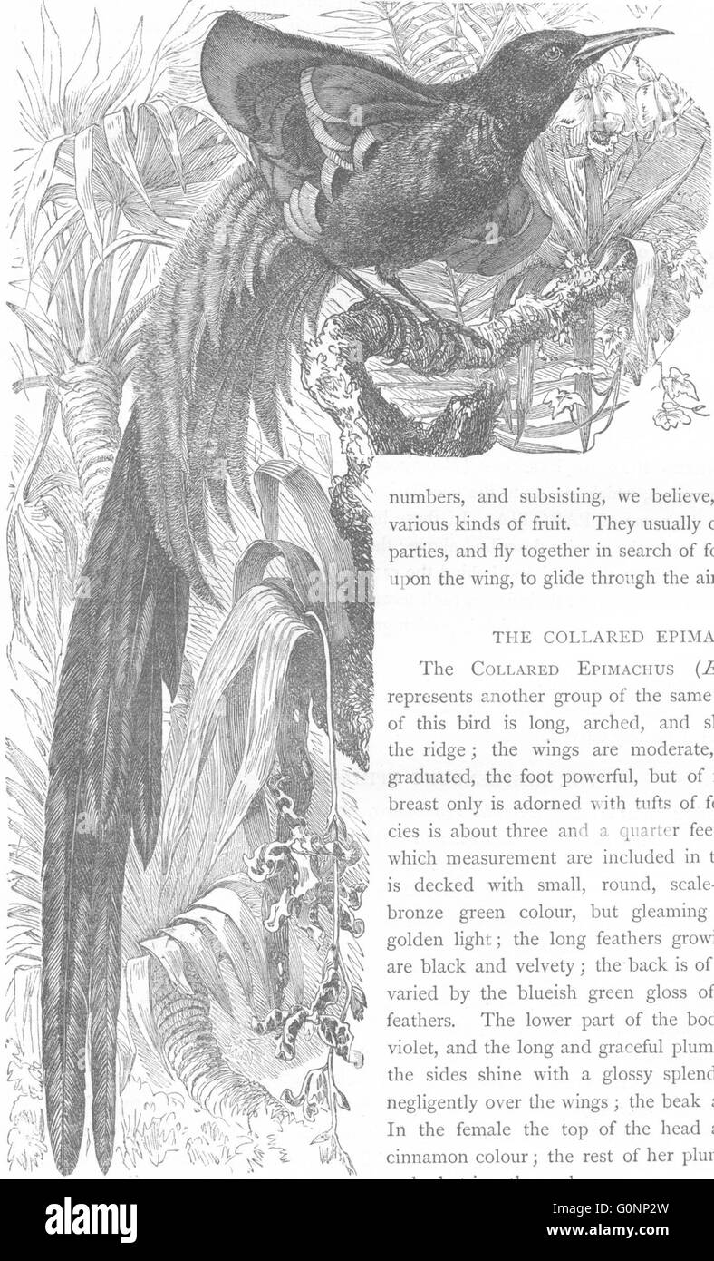BIRDS: Raven: Bird Paradise: Collared Epimachus, antique print c1870 ...