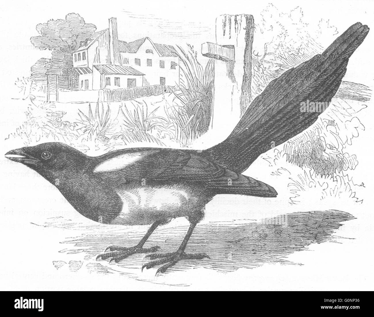 BIRDS: Raven: Magpie, antique print c1870 Stock Photo - Alamy
