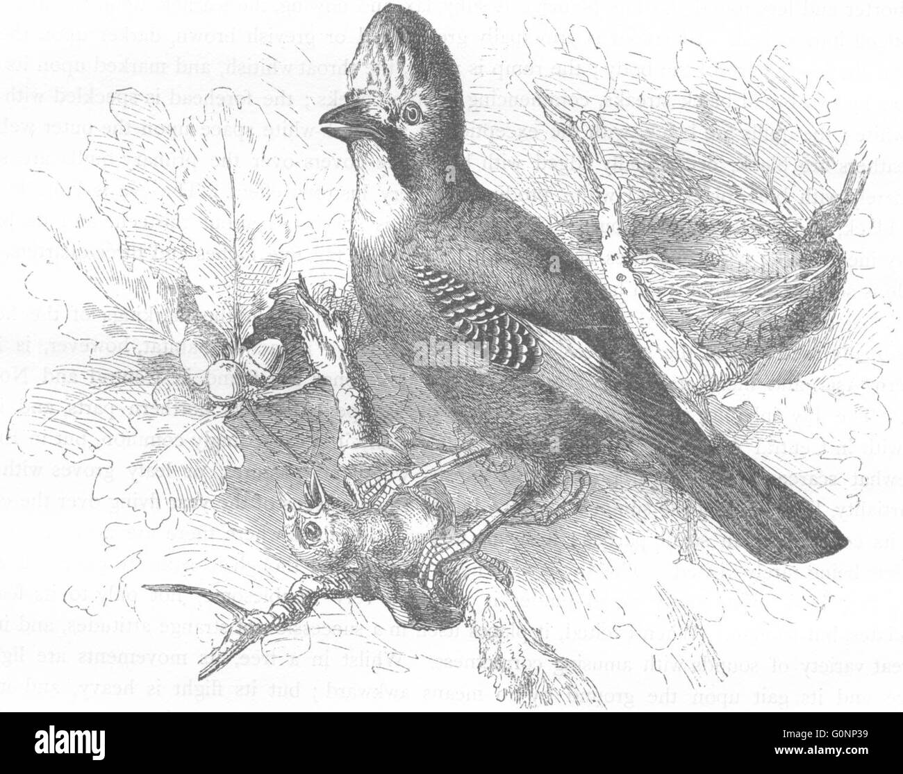 BIRDS: Raven: Common Jay, antique print c1870 Stock Photo - Alamy
