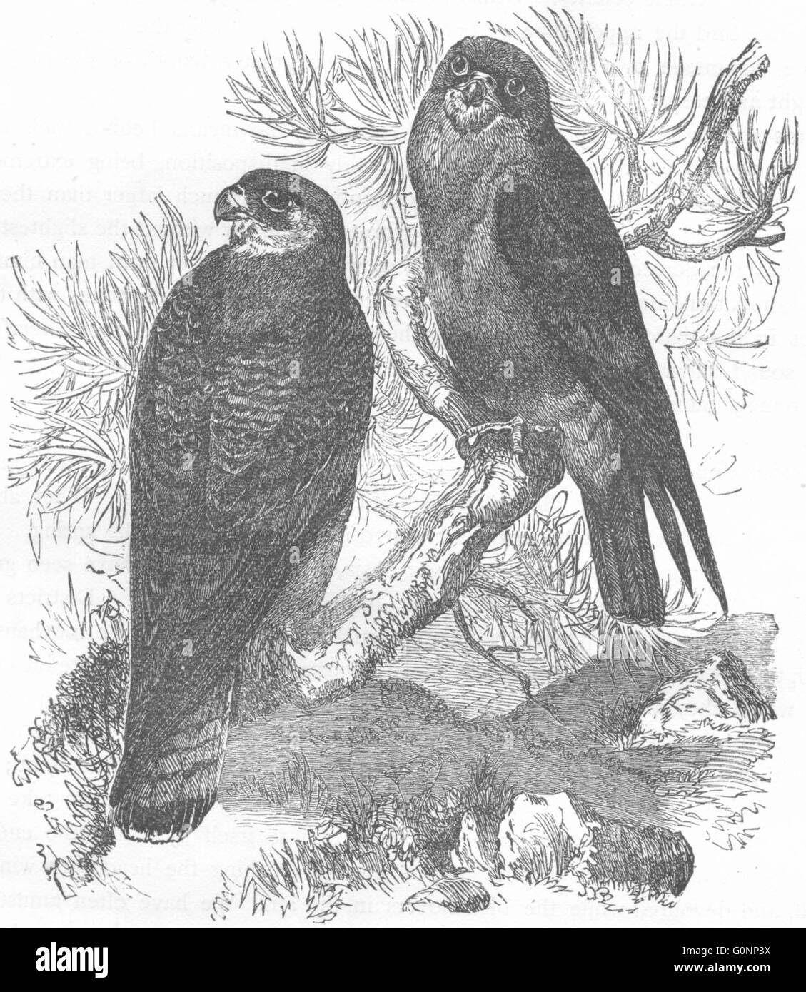 BIRDS: Catcher: Bird Prey: Red-footed Evening Falcon, antique print ...
