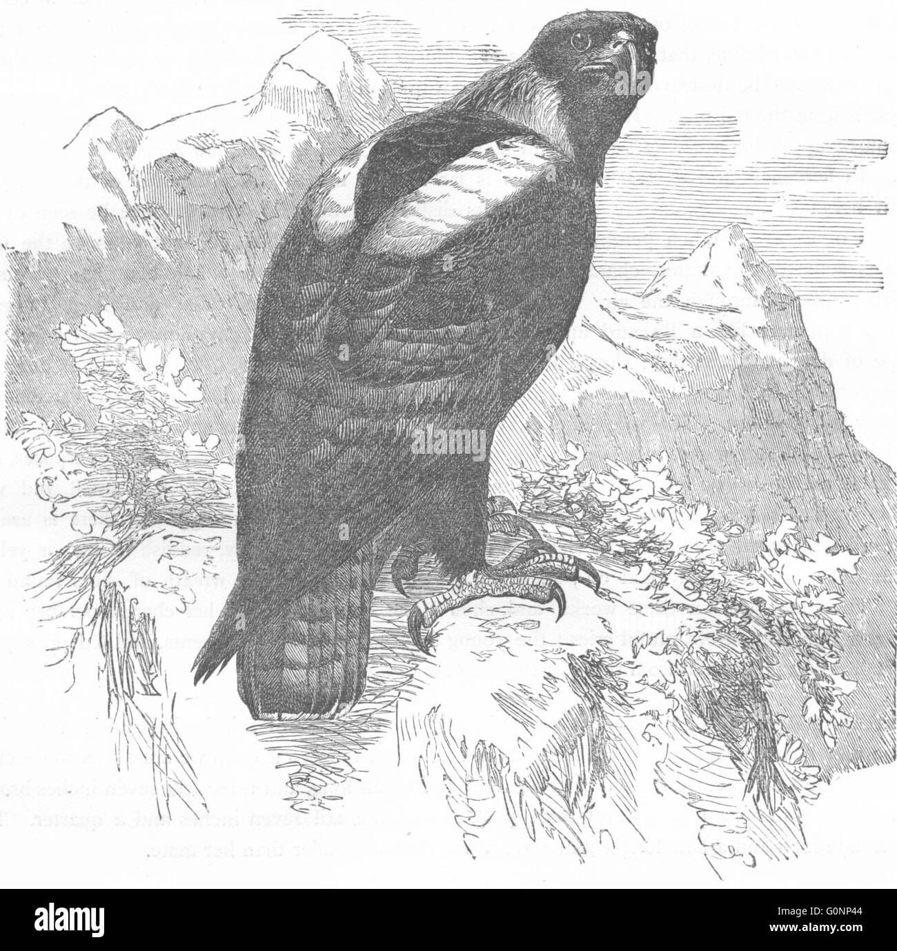 Imperial print Black and White Stock Photos & Images - Alamy