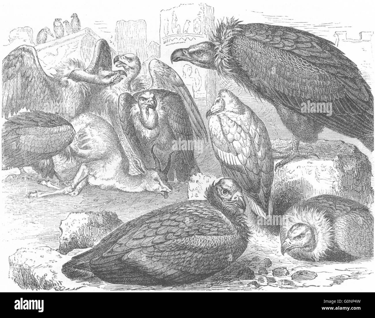 Engraving of the vultures hi-res stock photography and images - Alamy