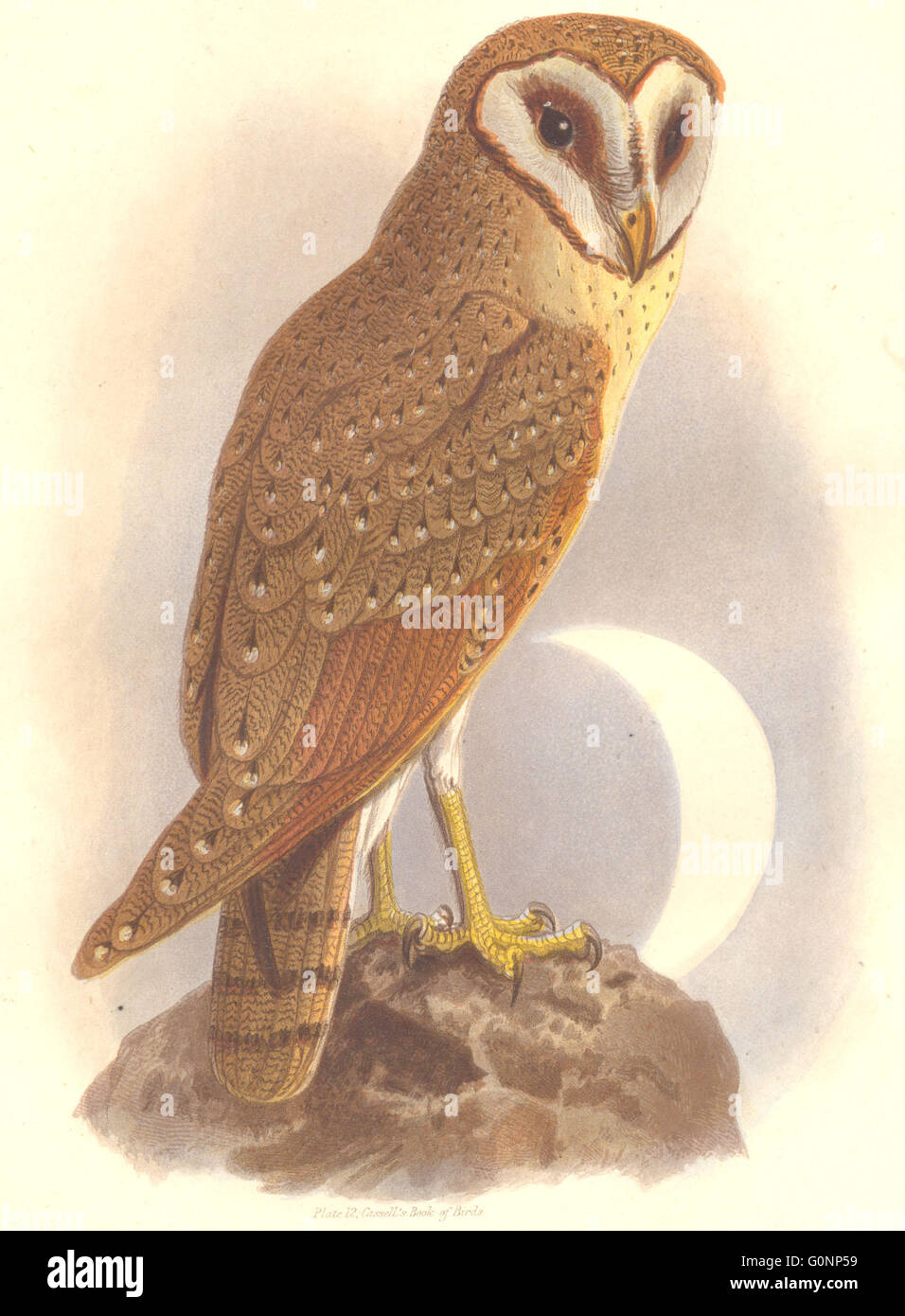 Java dr hi-res stock photography and images - Alamy