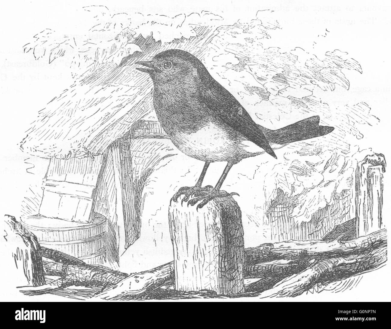 Robin thomas hi-res stock photography and images - Alamy
