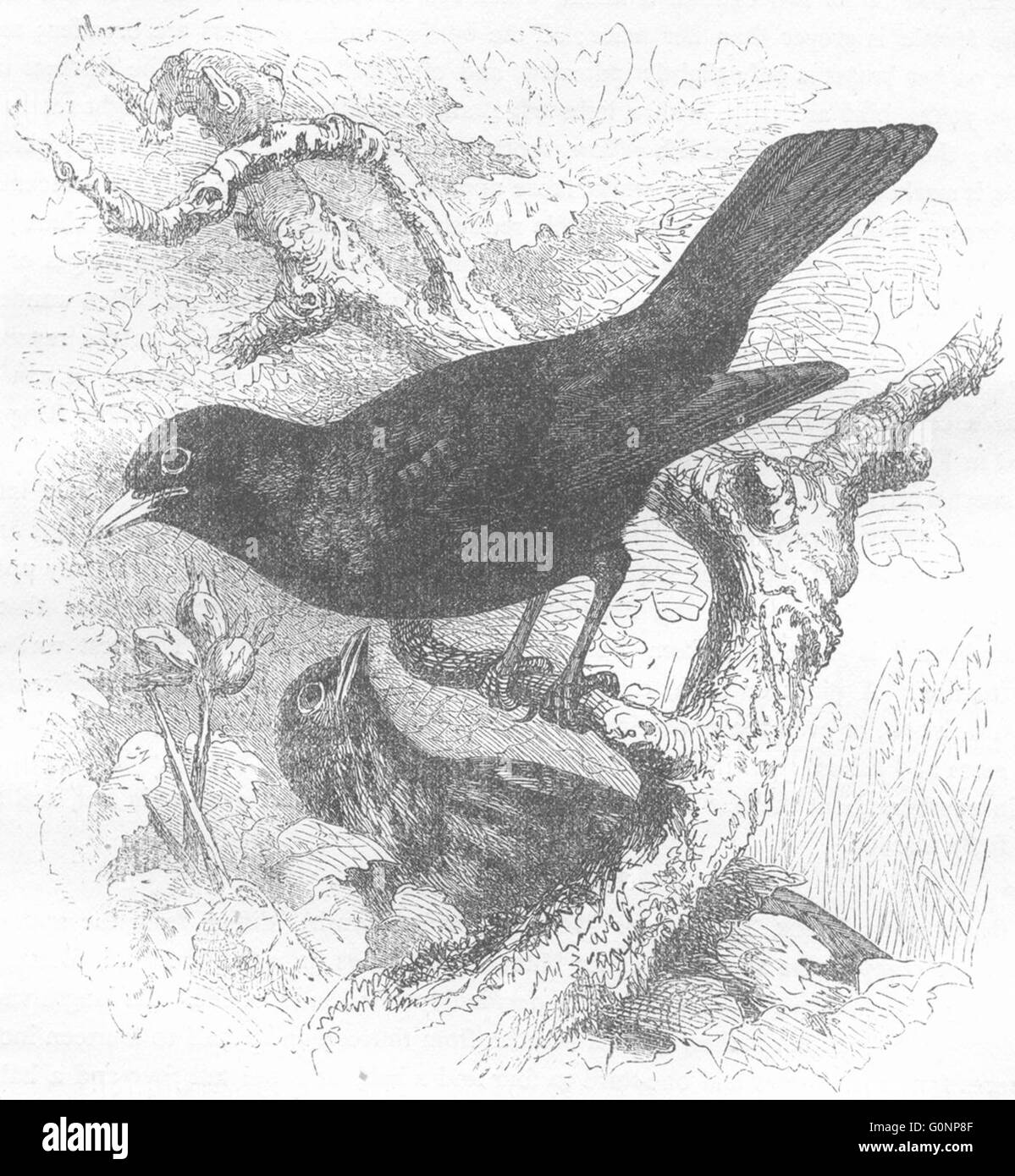 Thrush singing Cut Out Stock Images & Pictures - Alamy