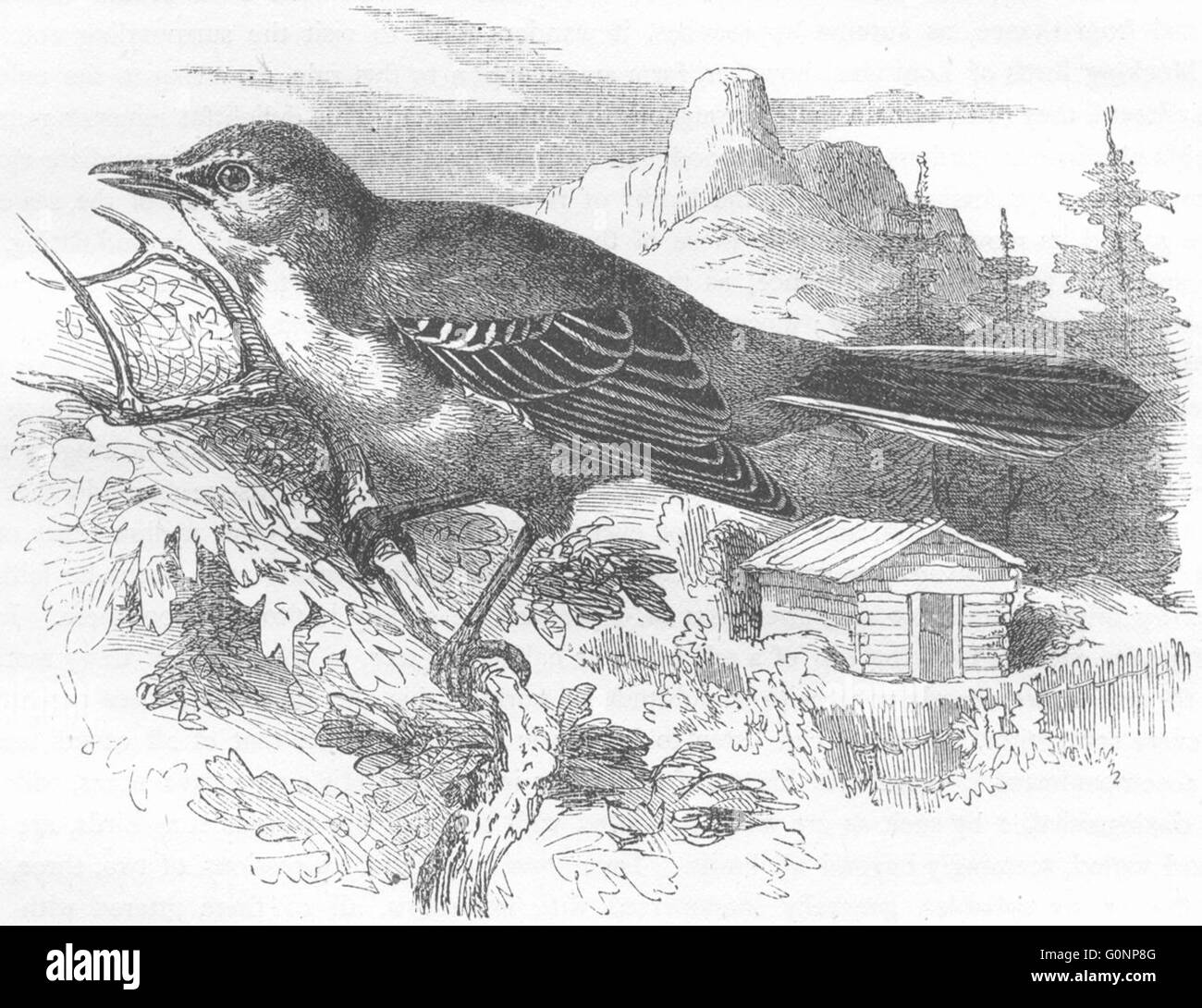 Mocking thrush hi-res stock photography and images - Alamy