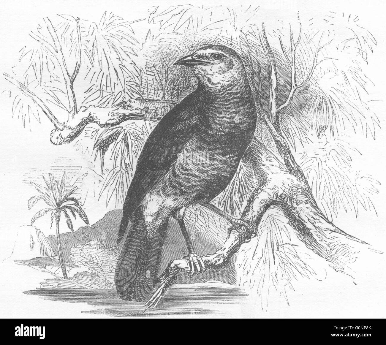 Babbler Black and White Stock Photos & Images - Alamy