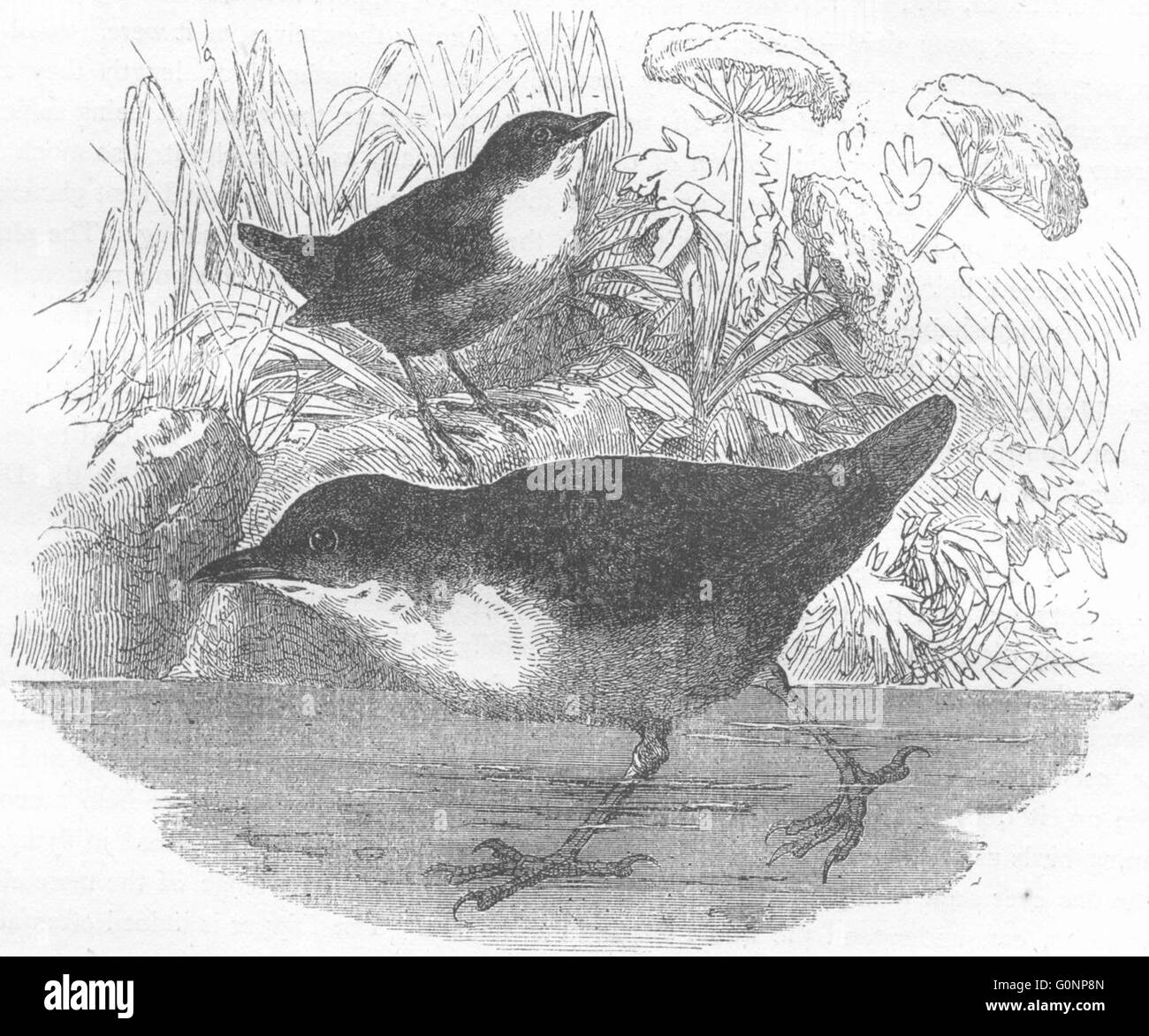 Water ouzel hi-res stock photography and images - Alamy