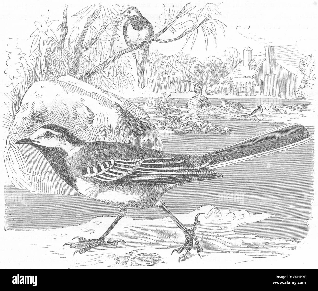 Wagtail text hi-res stock photography and images - Alamy
