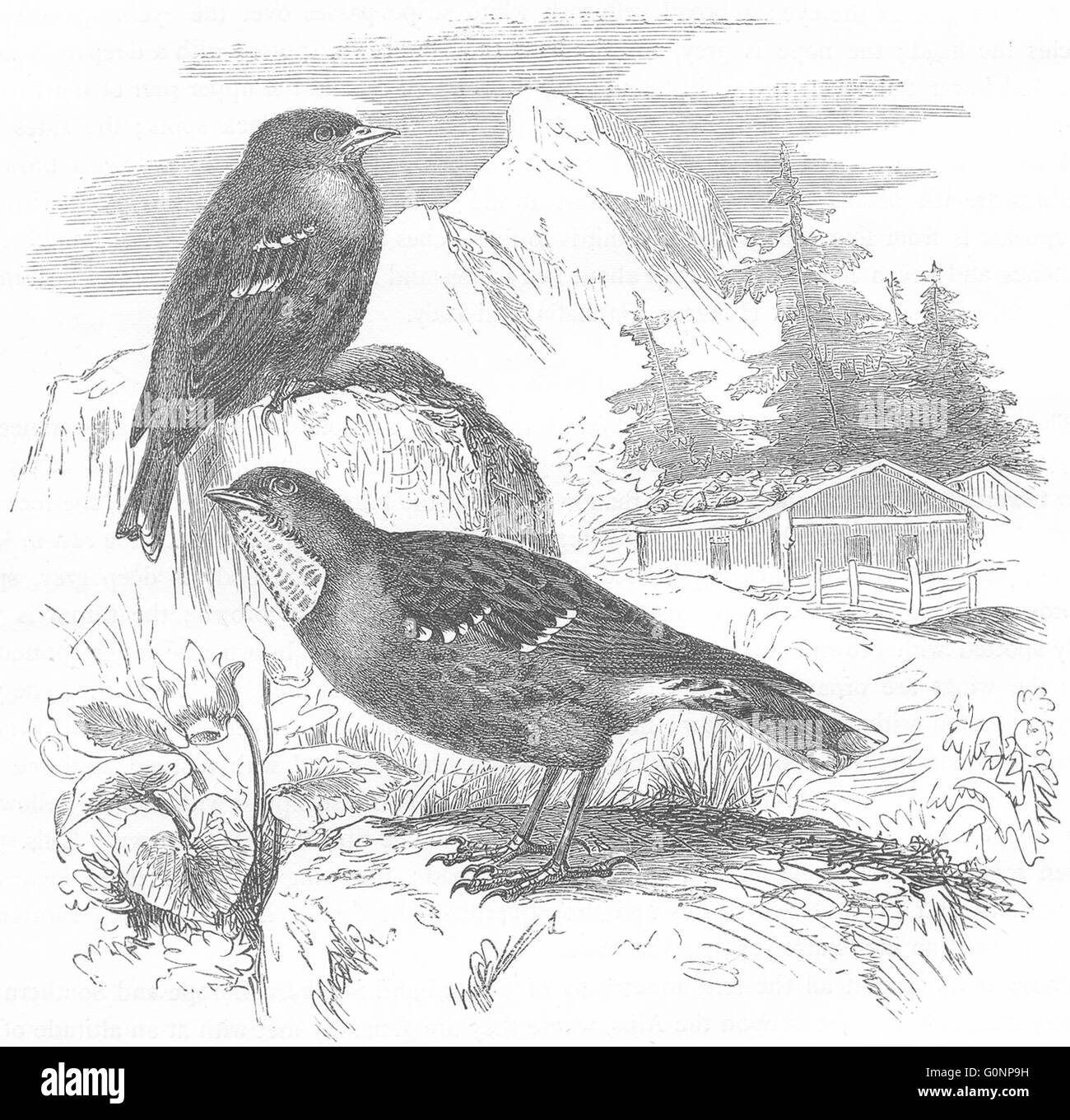 Accentor Black and White Stock Photos & Images - Alamy