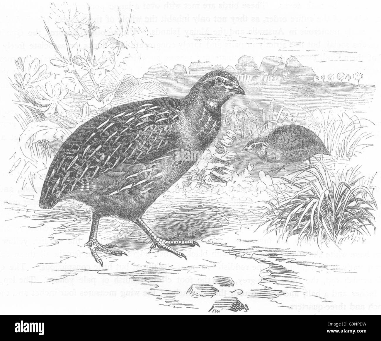 Common partridges hi-res stock photography and images - Alamy