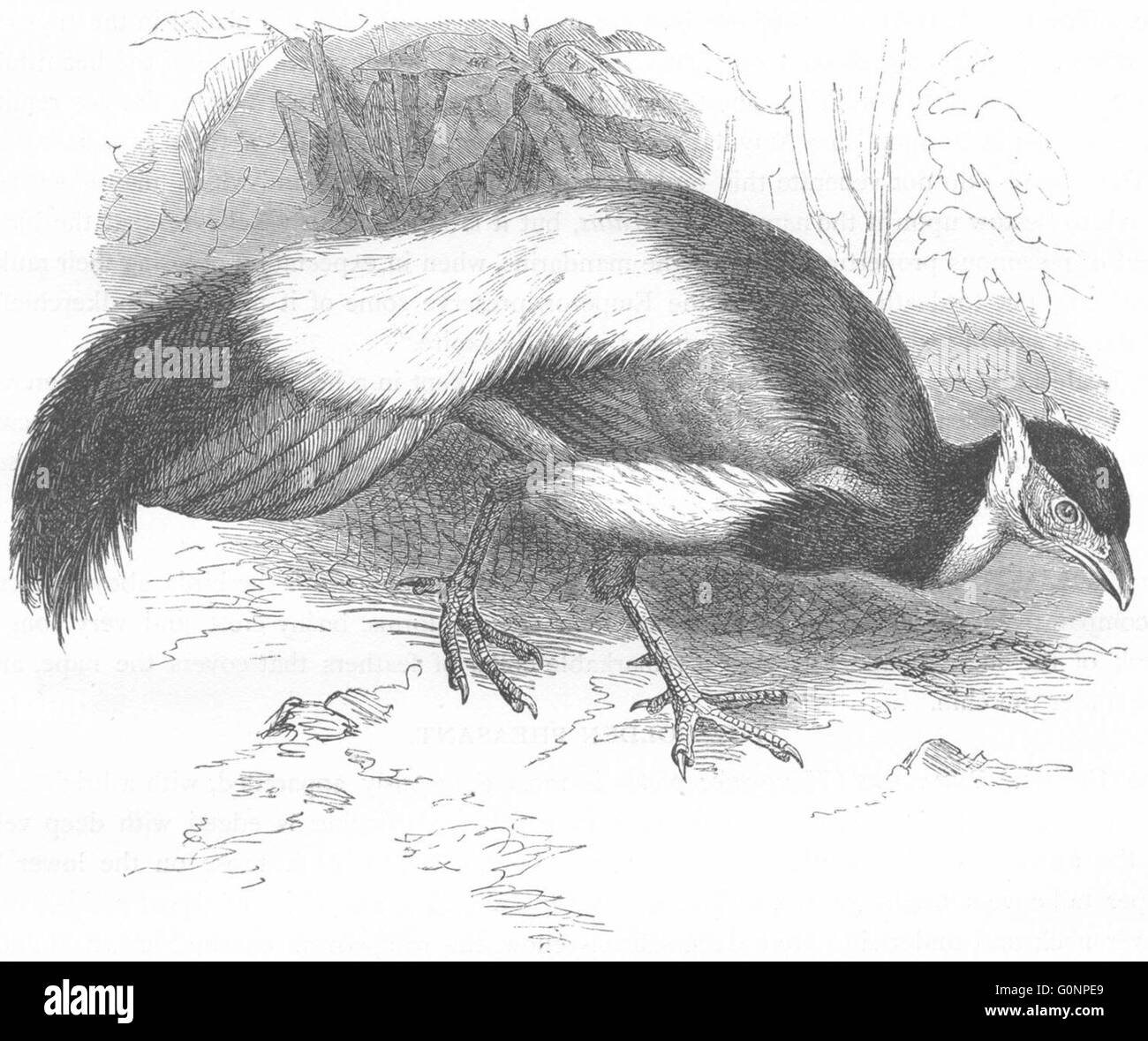Phasianidae Black and White Stock Photos & Images - Alamy