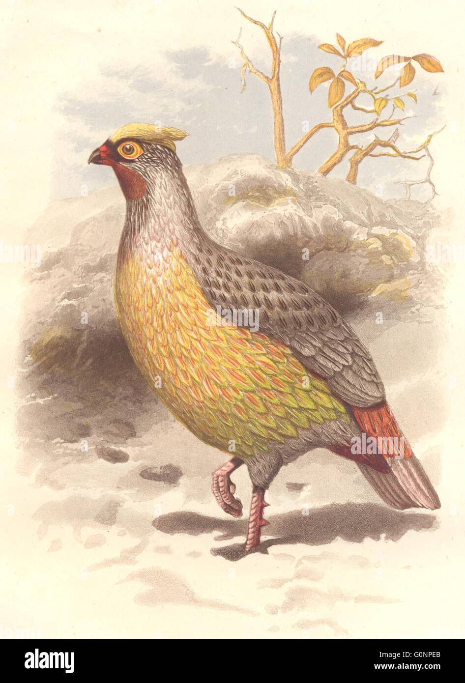 GALLINACEOUS BIRDS: Phasianidae: Sanguine Francolin, antique print ...