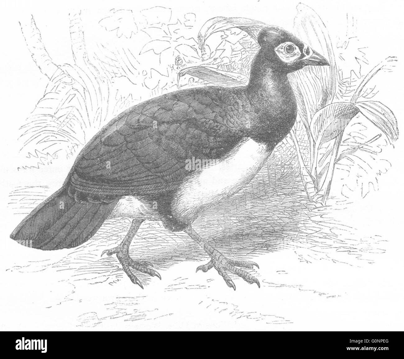 Maleo birds hi-res stock photography and images - Alamy