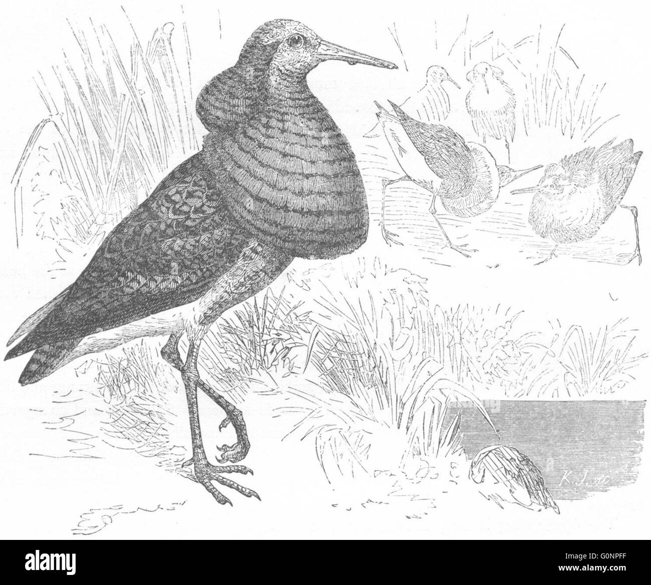 Male ruff Cut Out Stock Images & Pictures - Alamy