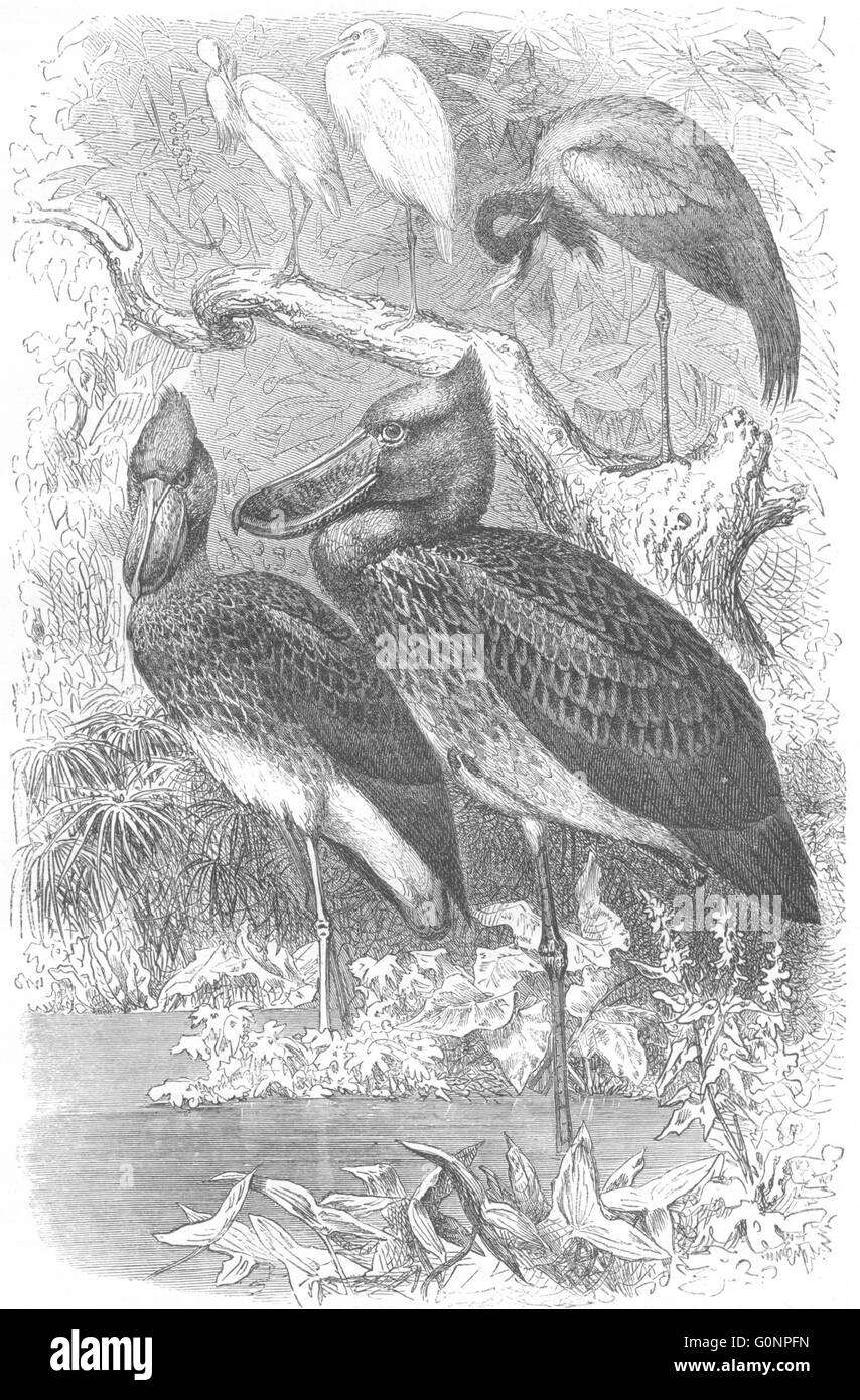 SPOONBILL: Whale-headed Stork, Shoe-beak, antique print c1870 Stock ...