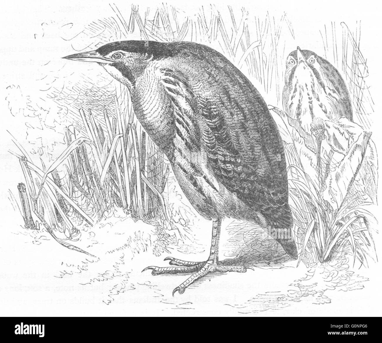 Dr thomas walker hi-res stock photography and images - Alamy