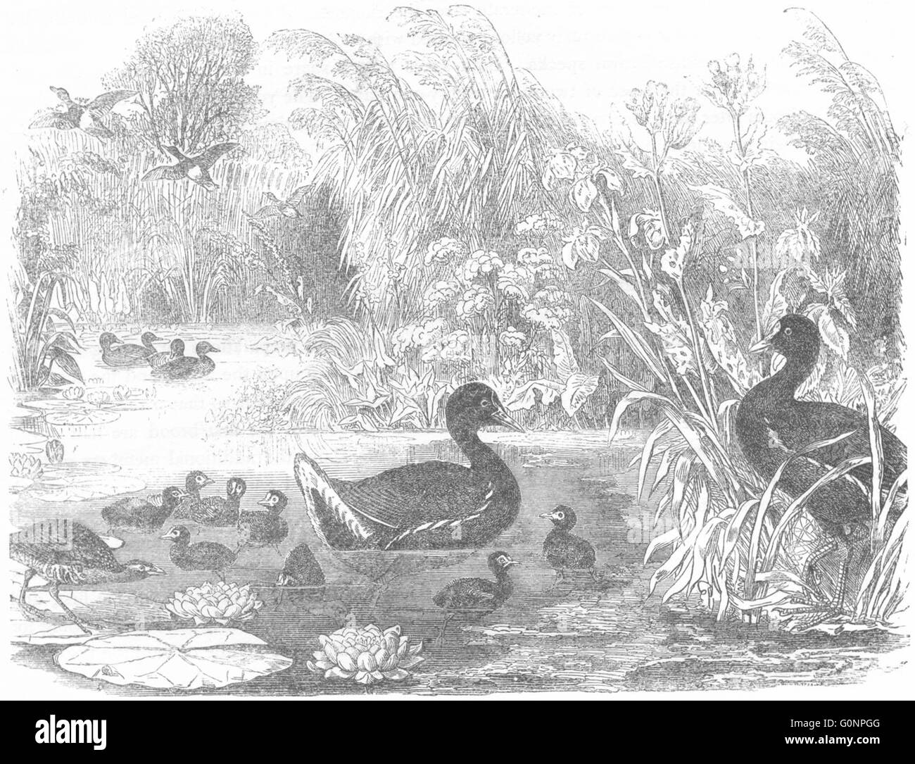 Home for water birds hi-res stock photography and images - Alamy