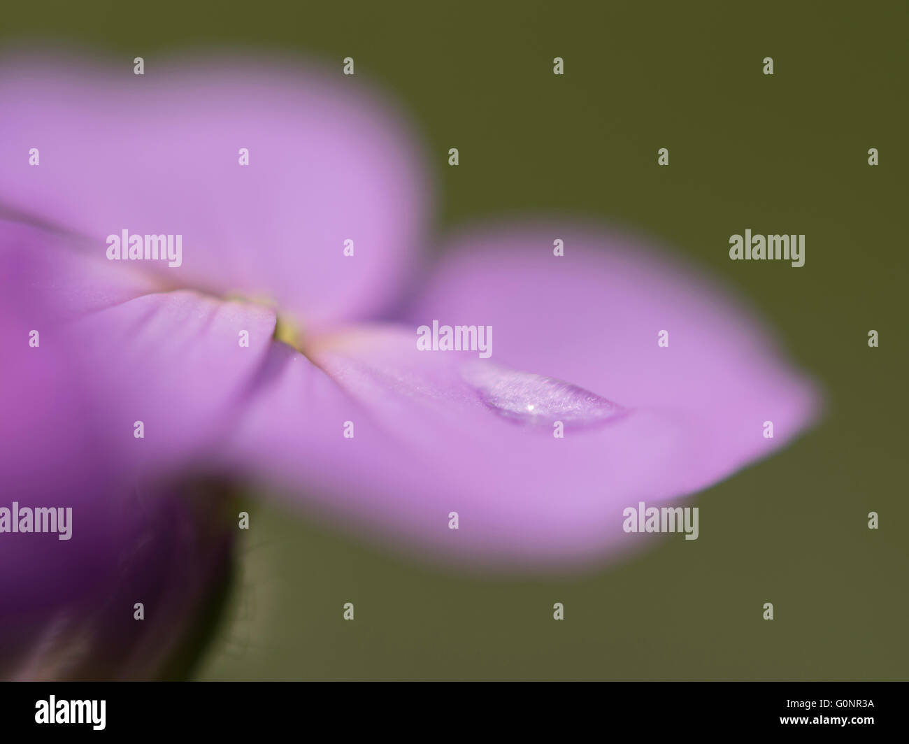 Purple drop hi-res stock photography and images - Alamy
