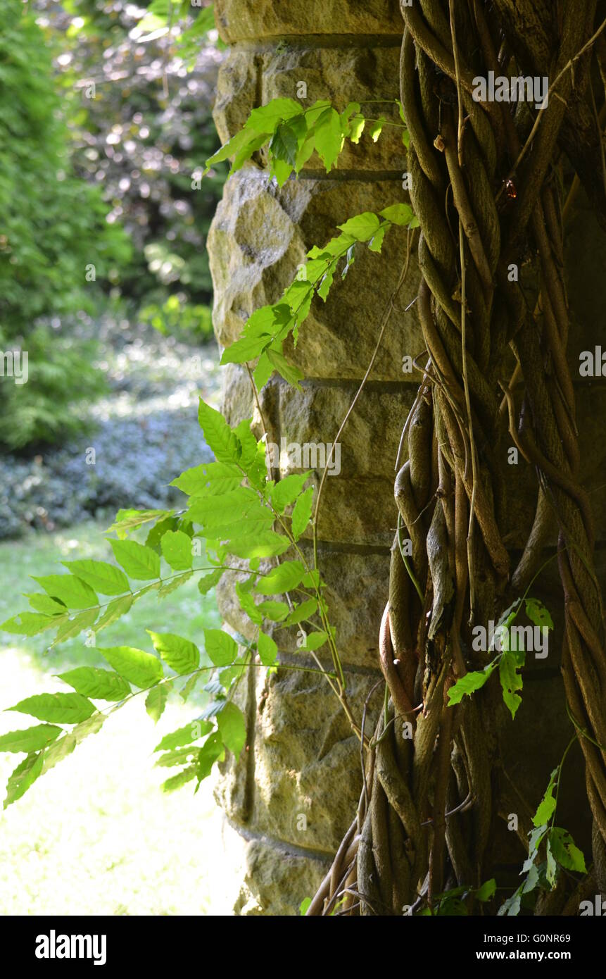 Vine leaves column hi-res stock photography and images - Alamy
