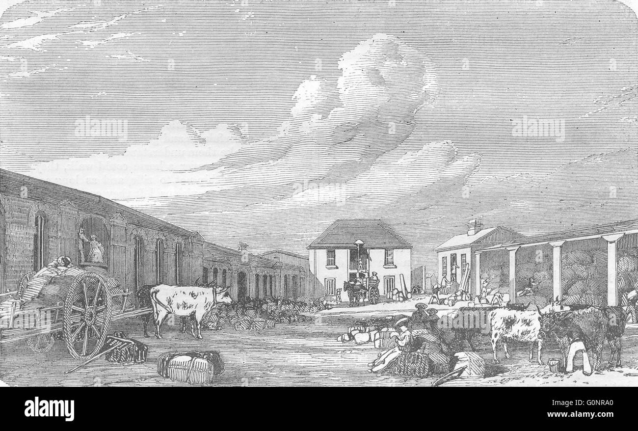 AUSTRALIA: A Wool Store at Geelong, antique print 1870 Stock Photo - Alamy